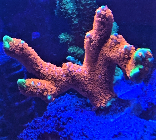 Forest Fire Digitata Montiopora WYSIWYG 1 – AP CORALS