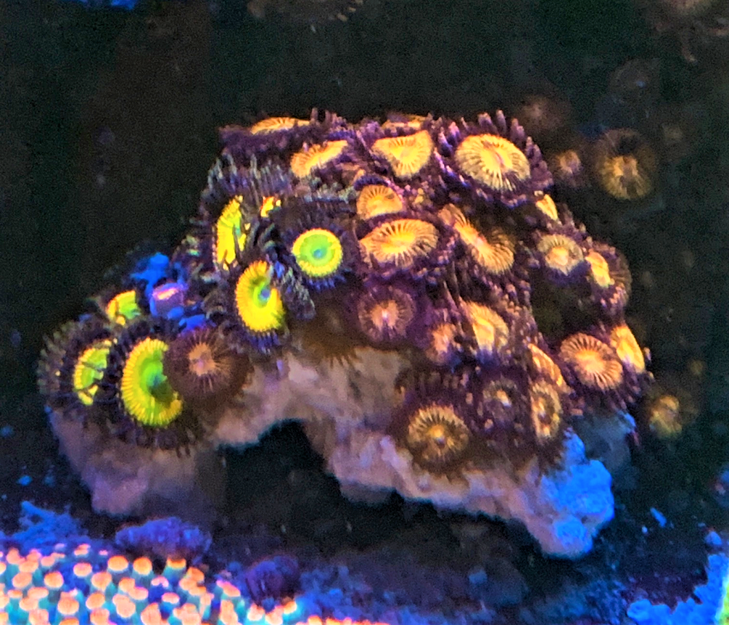 Pineapple Express and Sunny D Paly with Rock WYSIWYG – AP CORALS