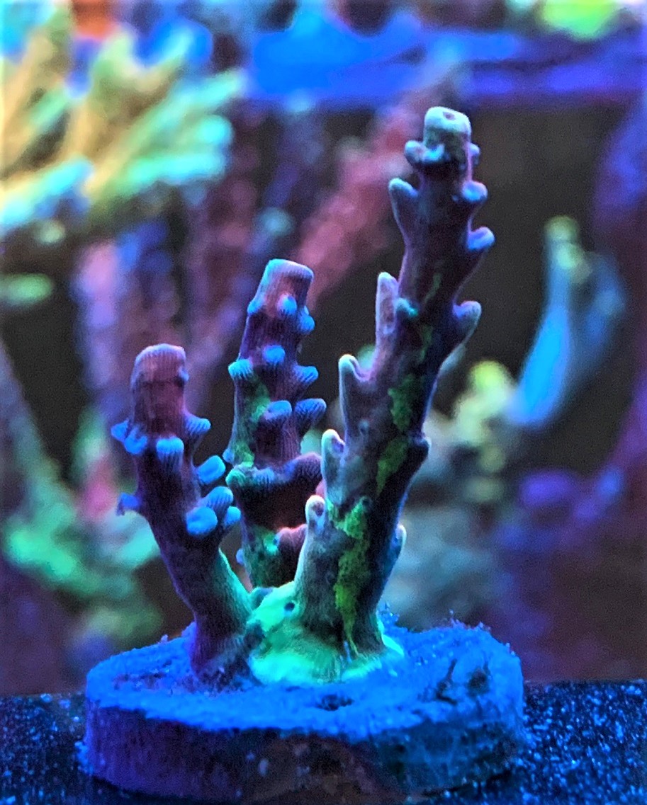 RR Pink Cadillac WYSIWYG 20 – AP CORALS