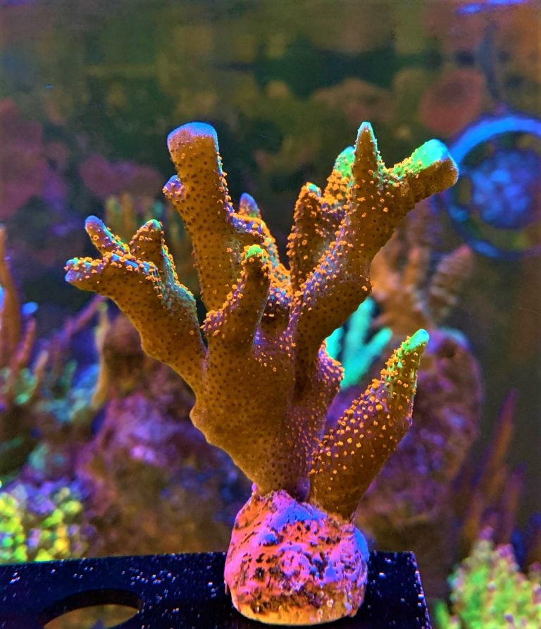 Forest Fire Digitata Montipora WYSIWYG 43 – AP CORALS