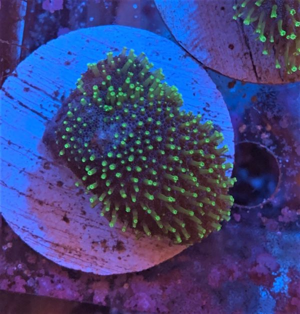 Neon Green Toadstool Leather WYSIWYG 4 – AP CORALS