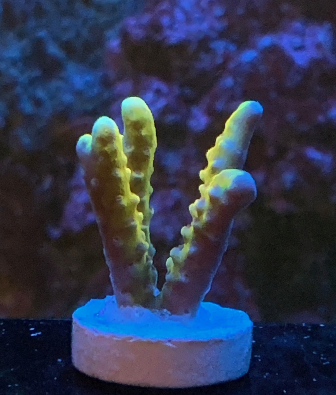 RR Golden Rod Anacropora WYSIWYG 4 – AP CORALS