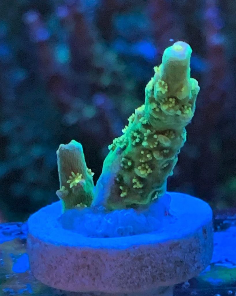 BigR Walt Disney WYSIWYG 33 – AP CORALS