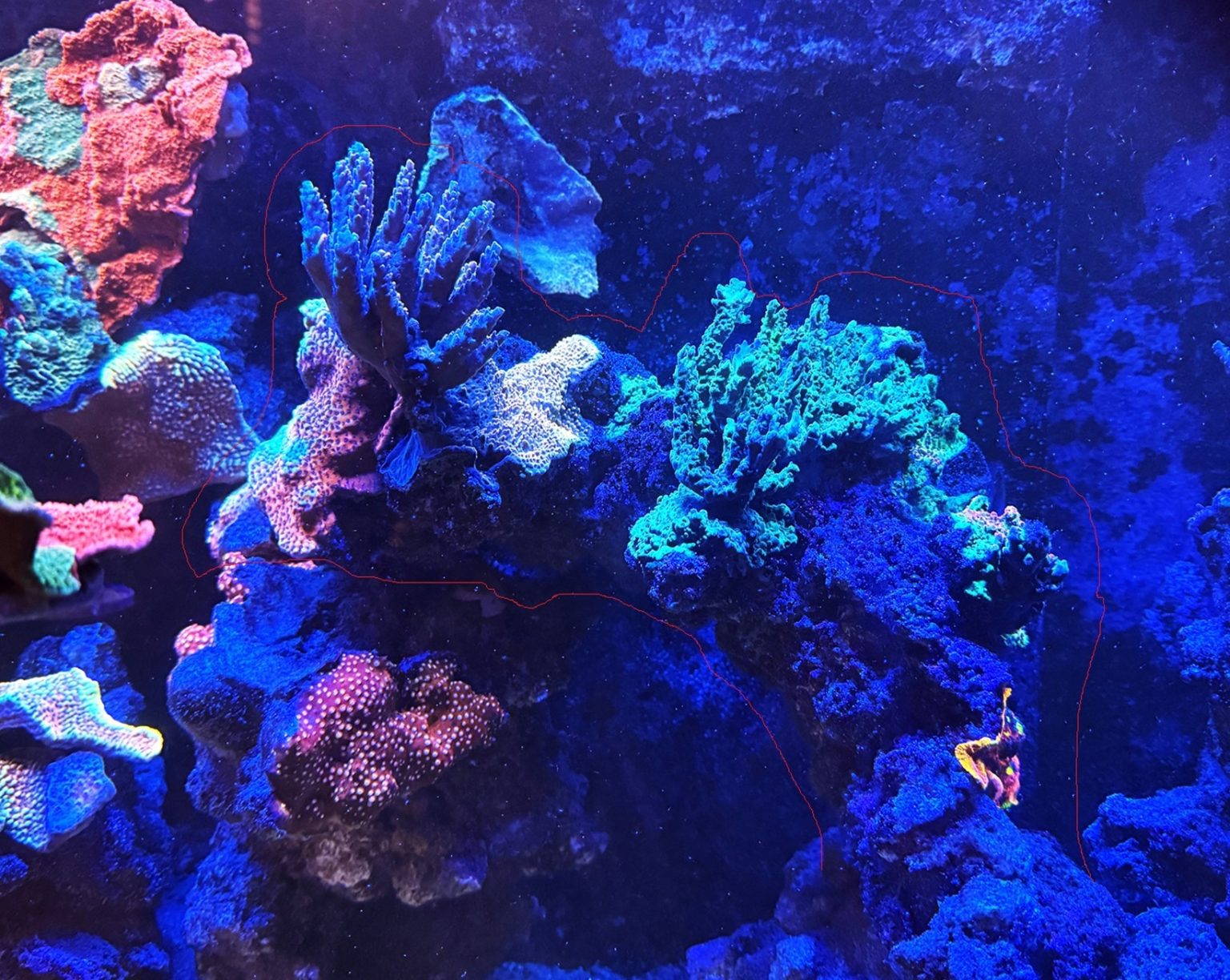 5 Types of SPS and LPS on a 12″ CaribSea LifeRock Arch WYSIWYG – AP CORALS
